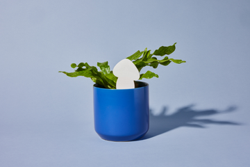 PlantDoc, your houseplant watering assistant