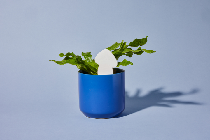 PlantDoc, your houseplant watering assistant