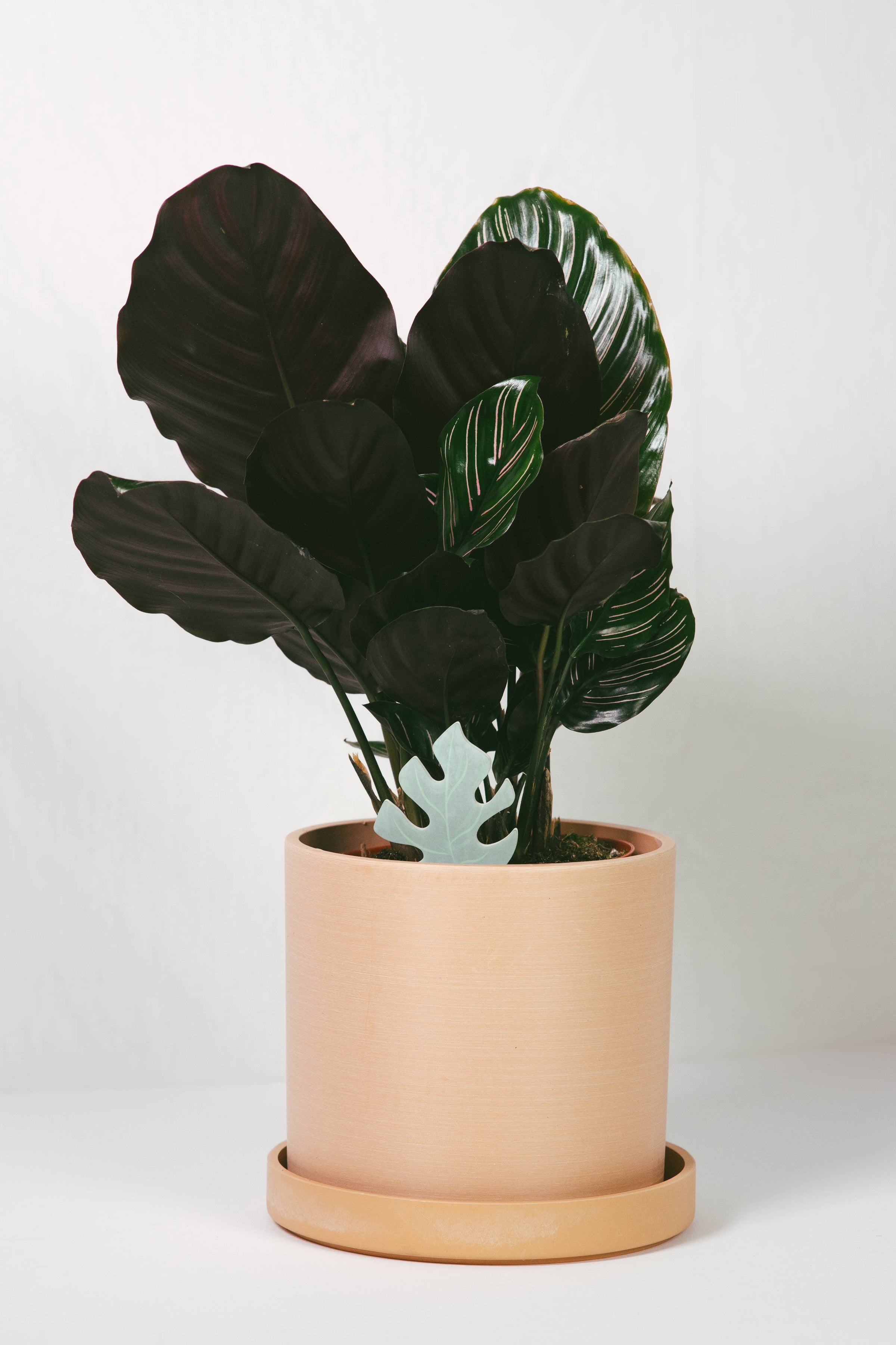 PlantDoc, your houseplant watering assistant