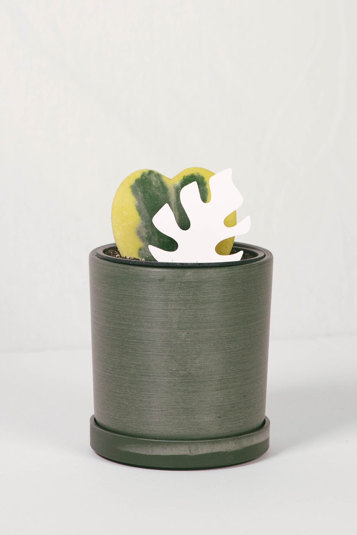 Color Change Moisture Indicator Eco-Friendly Houseplant Gift PlantDoc ...