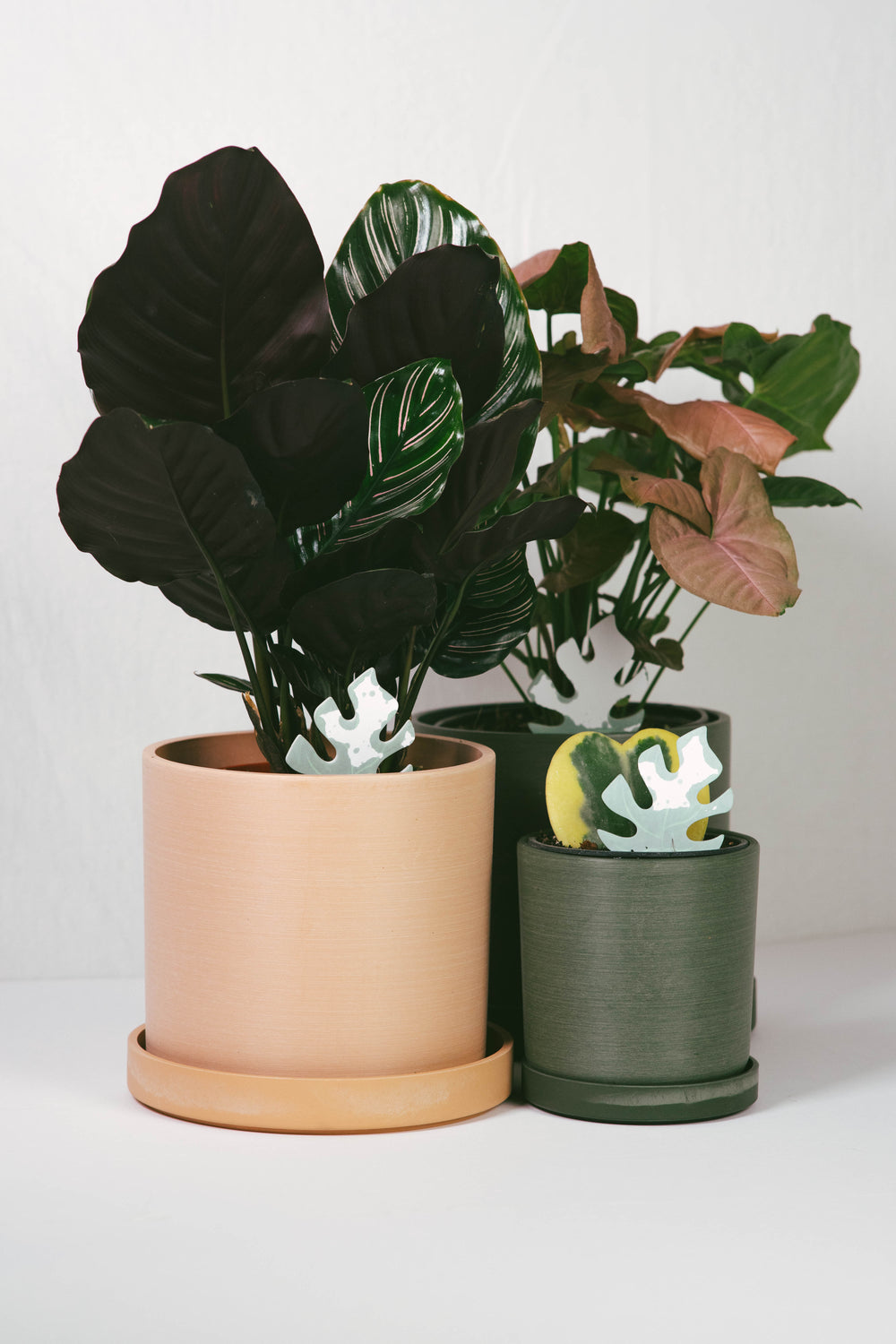 Color Change Moisture Indicator Eco-Friendly Houseplant Gift PlantDoc ...