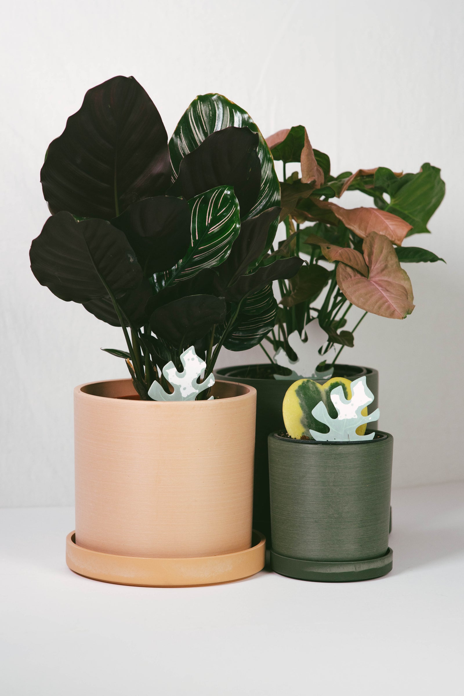 Color Change Moisture Indicator Eco-Friendly Houseplant Gift PlantDoc ...