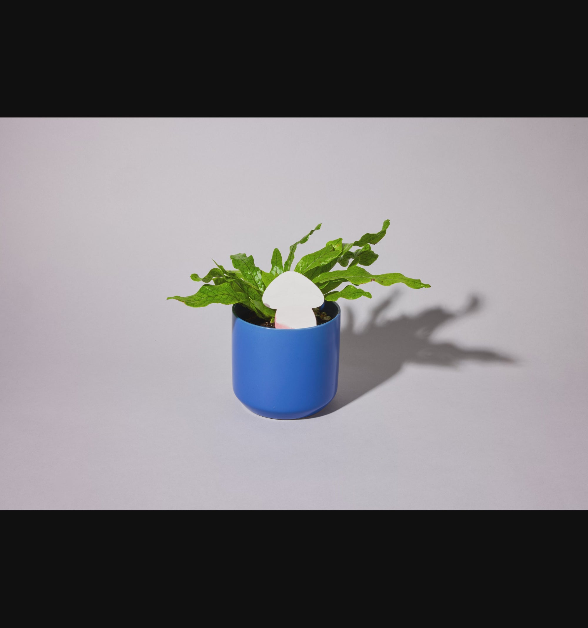 Color Change Moisture Indicator Eco-Friendly Houseplant Gift PlantDoc ...
