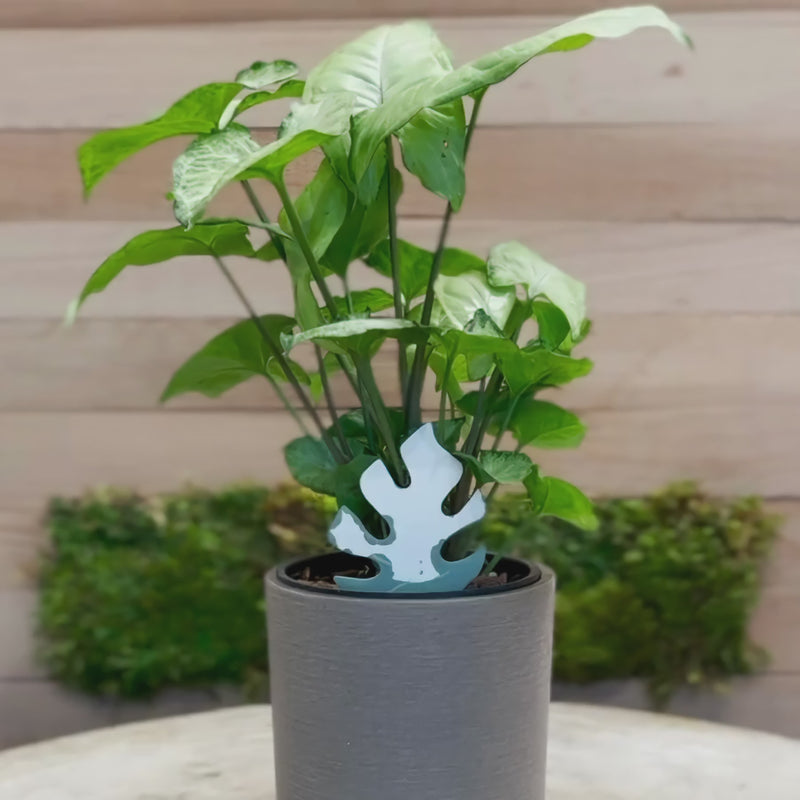 PlantDoc, your houseplant watering assistant