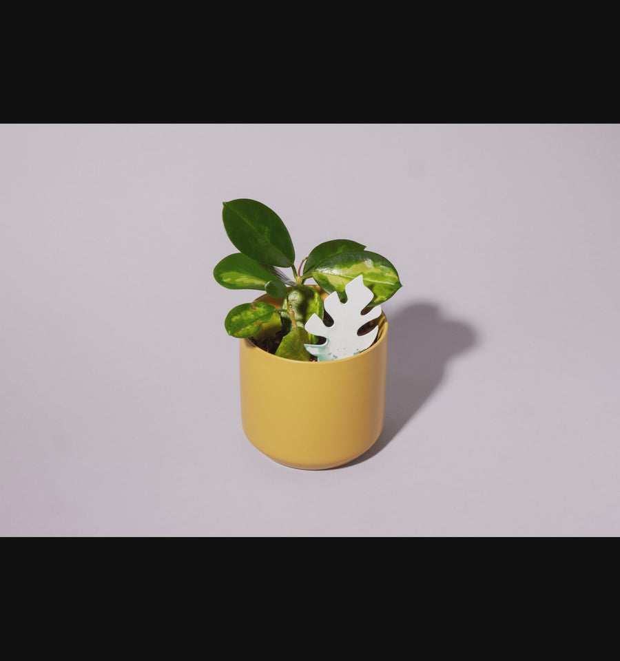 PlantDoc, your houseplant watering assistant